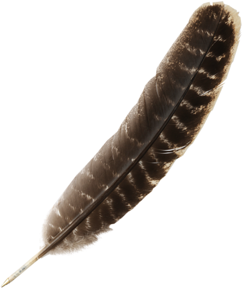 Congratulations! The PNG Image Has Been Downloaded (Harry Potter Quill ...