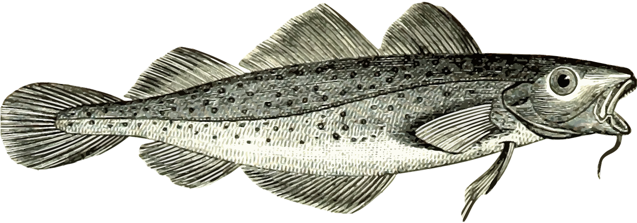 Congratulations! The PNG Image Has Been Downloaded (Cod Fish Png ...