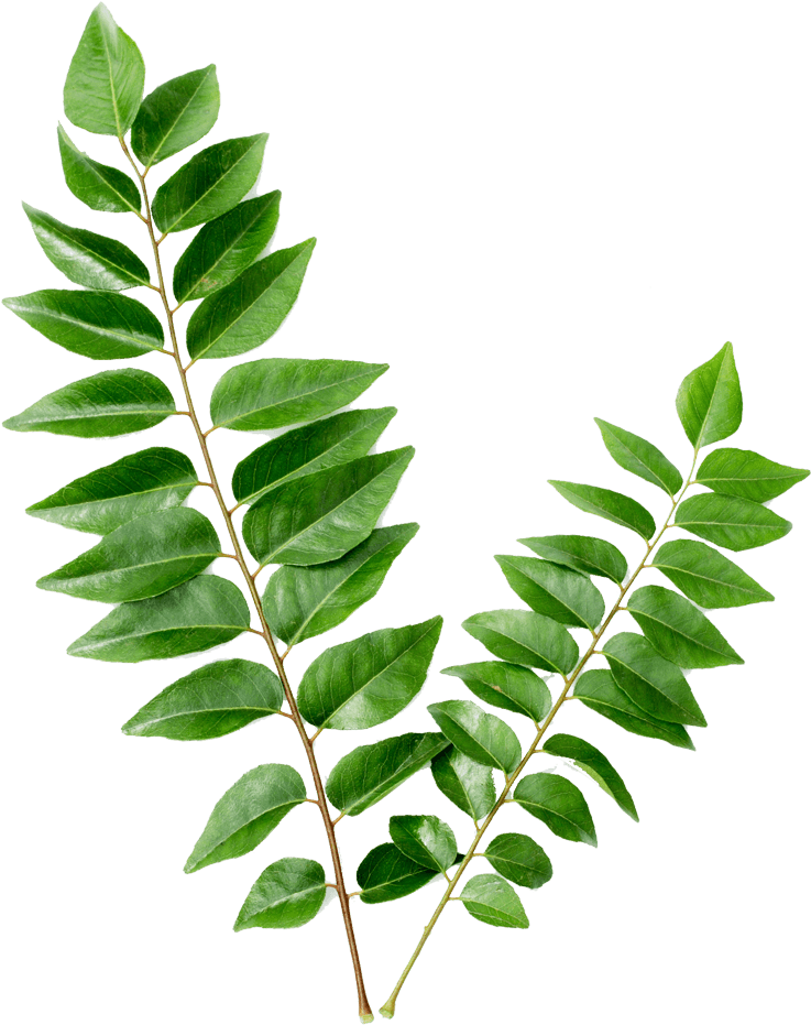 Congratulations! The PNG Image Has Been Downloaded (Curry Leaves Png ...
