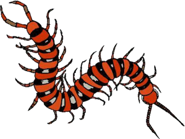 Congratulations! The PNG Image Has Been Downloaded (Millipede Clipart ...
