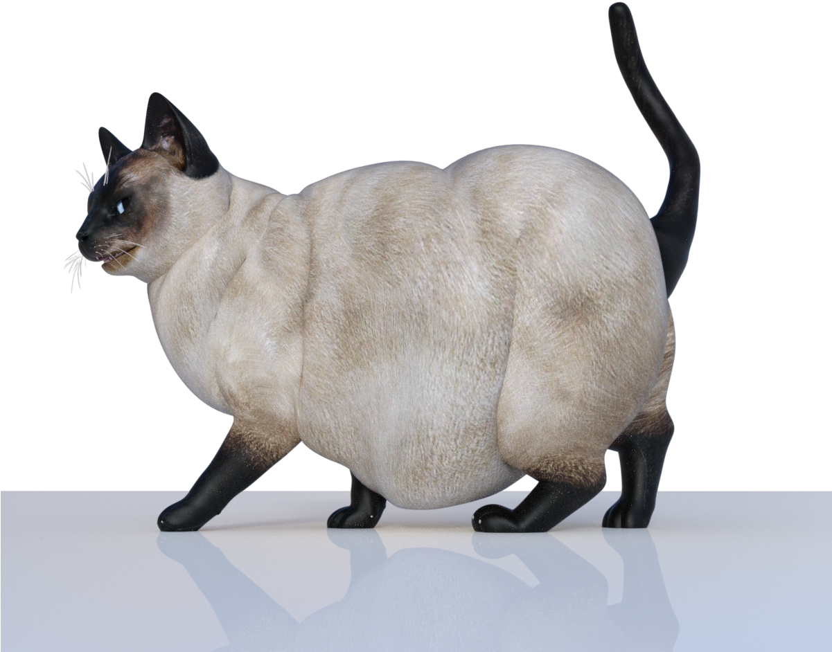 Congratulations! The PNG Image Has Been Downloaded (Transparent Fat Cat ...