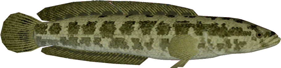 Congratulations! The PNG Image Has Been Downloaded (Northernsnakehead ...