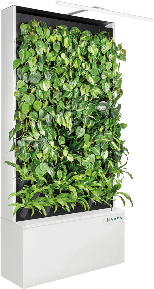 Congratulations! The PNG Image Has Been Downloaded (Naava Green Wall, HD Png Download) - PNGitem