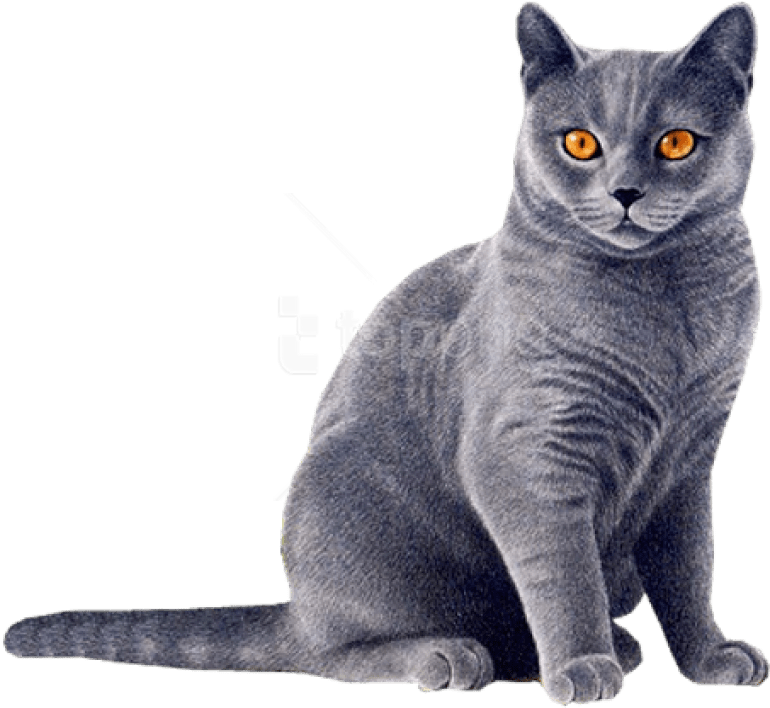 Congratulations! The PNG Image Has Been Downloaded (Cat Eyes Png - Gray ...