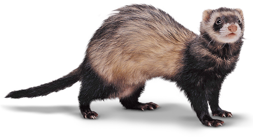 Congratulations! The PNG Image Has Been Downloaded (Ferrets Png ...