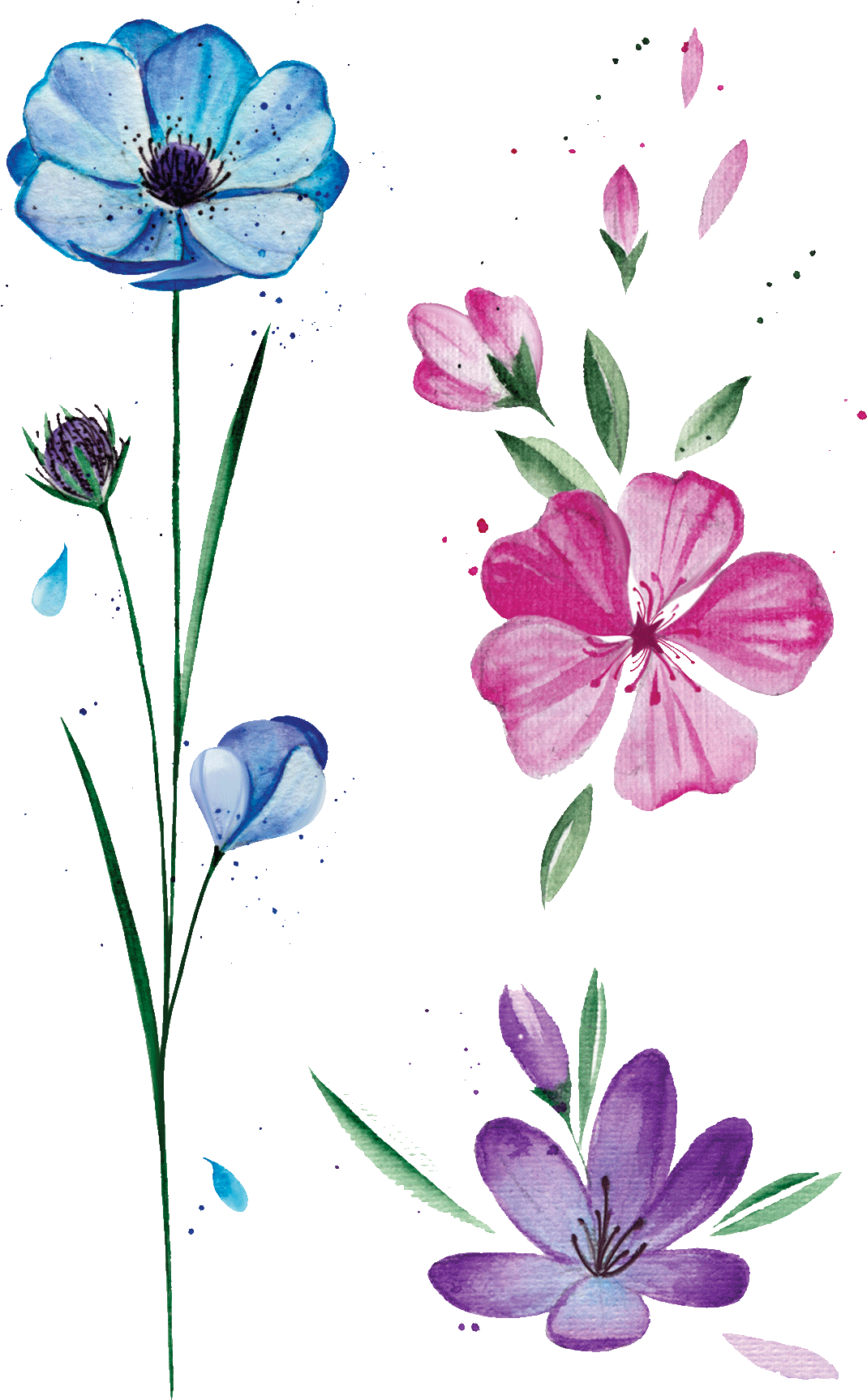 Congratulations! The PNG Image Has Been Downloaded (Transparent Color ...