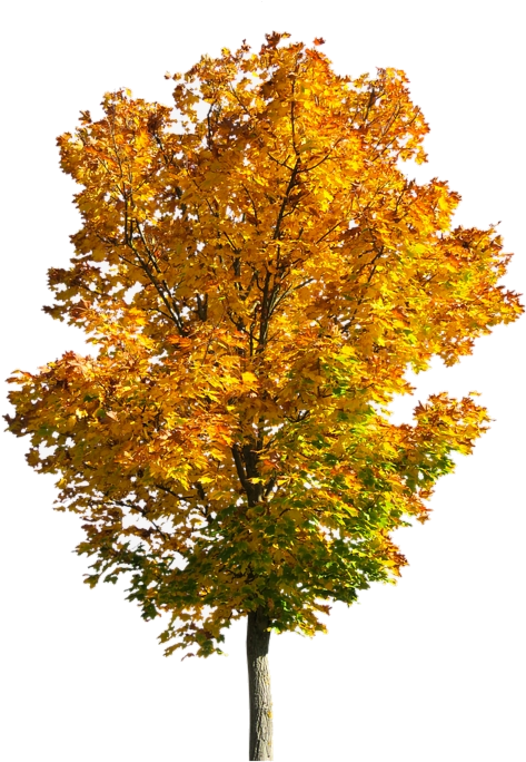 Congratulations! The PNG Image Has Been Downloaded (Fall Tree Trees ...