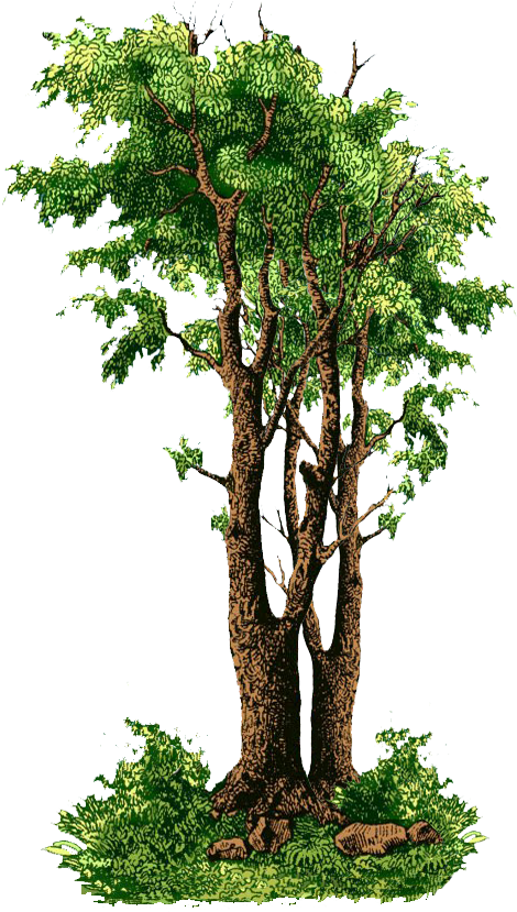 Congratulations! The PNG Image Has Been Downloaded (Png Transparent Row ...