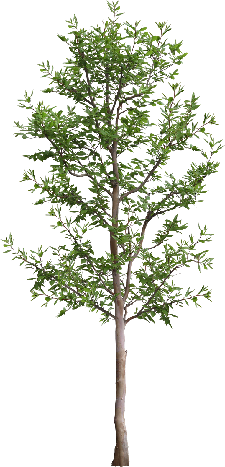 Congratulations! The PNG Image Has Been Downloaded (Arbol - 3ds Max ...