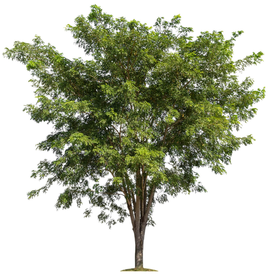 Congratulations! The PNG Image Has Been Downloaded (Transparent Jungle ...