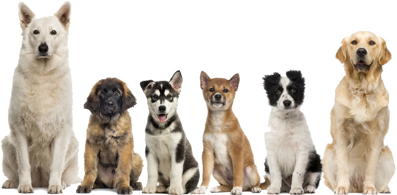 Congratulations! The PNG Image Has Been Downloaded (Group Of Dogs ...