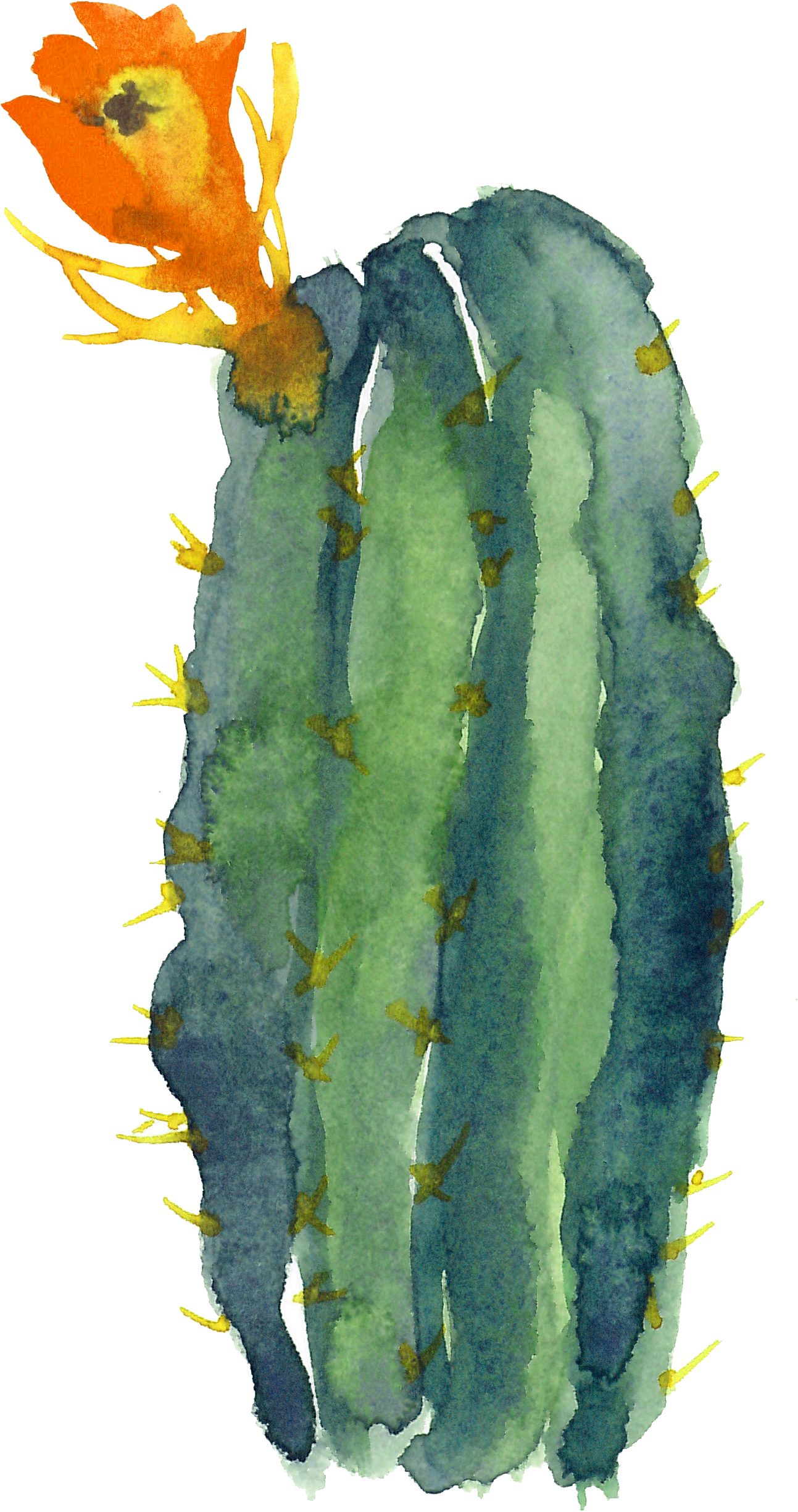Congratulations! The PNG Image Has Been Downloaded (Transparent Cactus ...