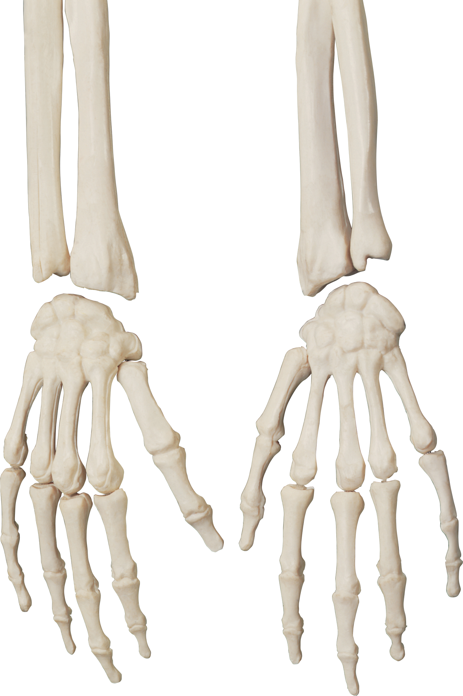 Congratulations! The PNG Image Has Been Downloaded (Skeleton Png ...