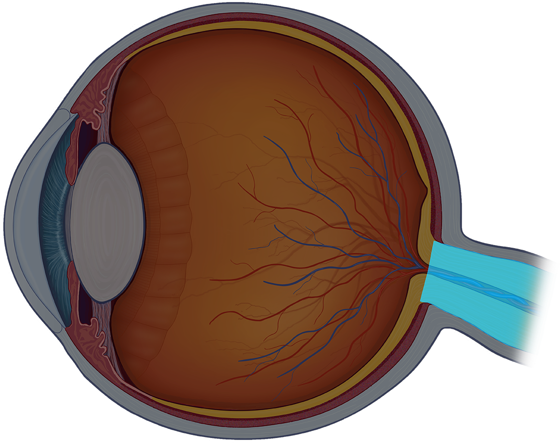 Congratulations! The PNG Image Has Been Downloaded (Eye Anatomy Quiz ...