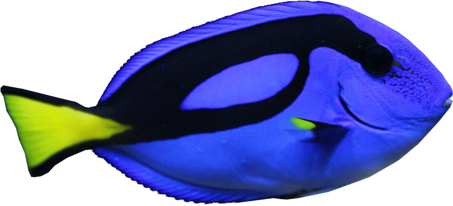 Congratulations! The PNG Image Has Been Downloaded (Blue Tang Fish ...