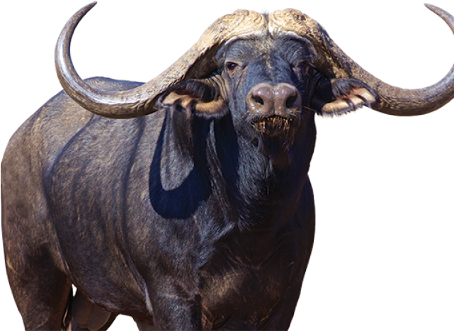 Congratulations! The PNG Image Has Been Downloaded (Buffalo Png ...