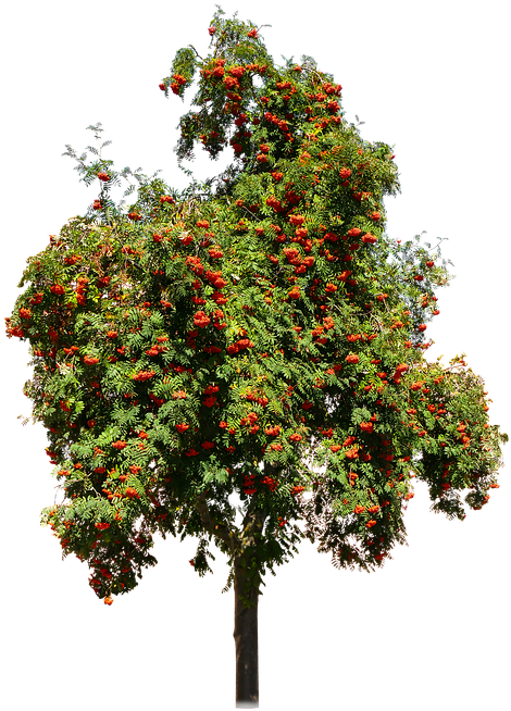 Congratulations! The PNG Image Has Been Downloaded (Nature, Tree, Rhus ...