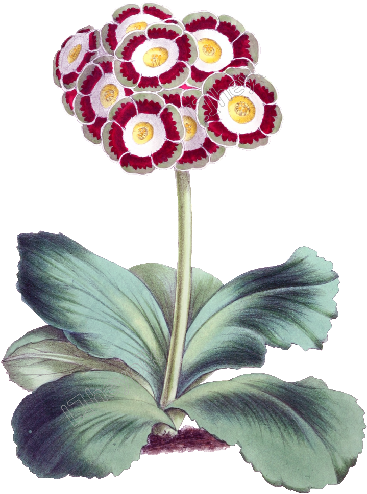 Congratulations! The PNG Image Has Been Downloaded (Spring Flowers ...