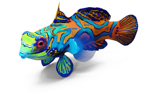 Congratulations! The PNG Image Has Been Downloaded (Fish Png Image ...