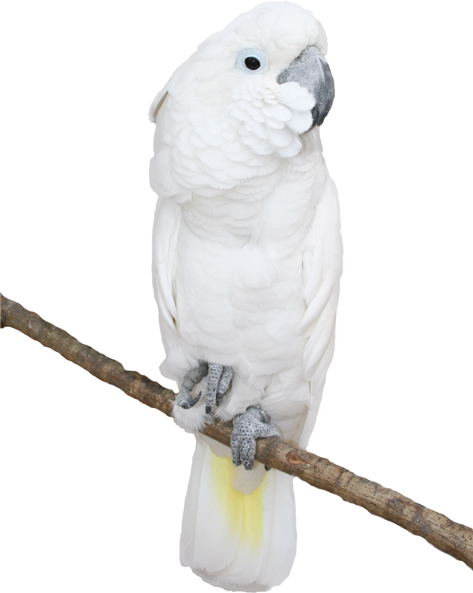 Congratulations! The PNG Image Has Been Downloaded (Transparent Png ...