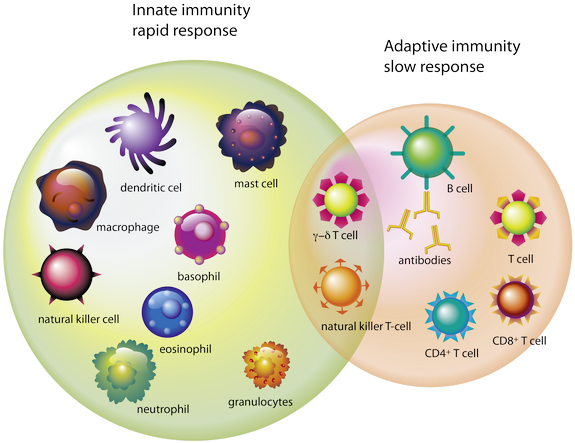 Congratulations! The PNG Image Has Been Downloaded (Which-cells - Types ...