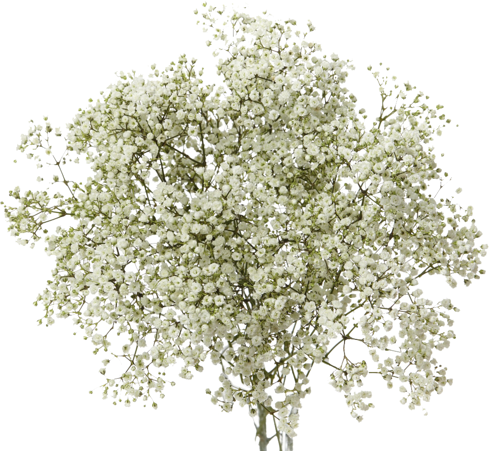 Congratulations! The PNG Image Has Been Downloaded (Transparent Baby S ...