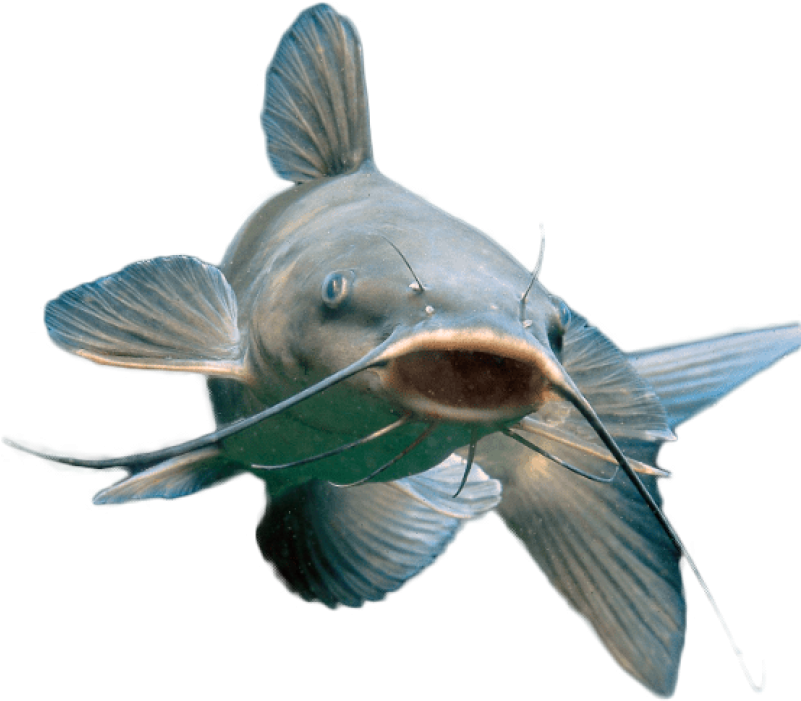 Congratulations! The PNG Image Has Been Downloaded (Blue Catfish, HD ...