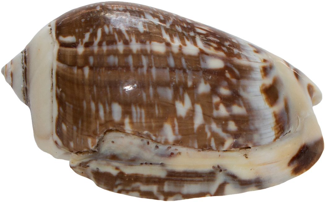 Congratulations! The PNG Image Has Been Downloaded (Shells Png ...