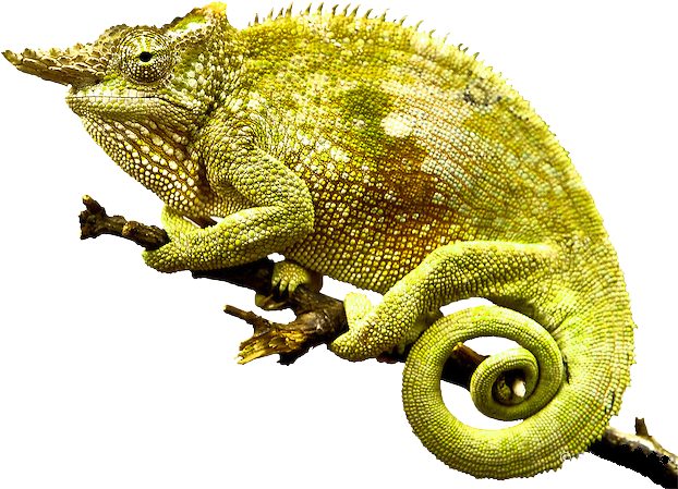 Congratulations! The PNG Image Has Been Downloaded (Chameleon Png Photo ...