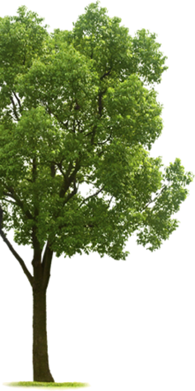 Congratulations! The PNG Image Has Been Downloaded (Tree Side Png 1 ...