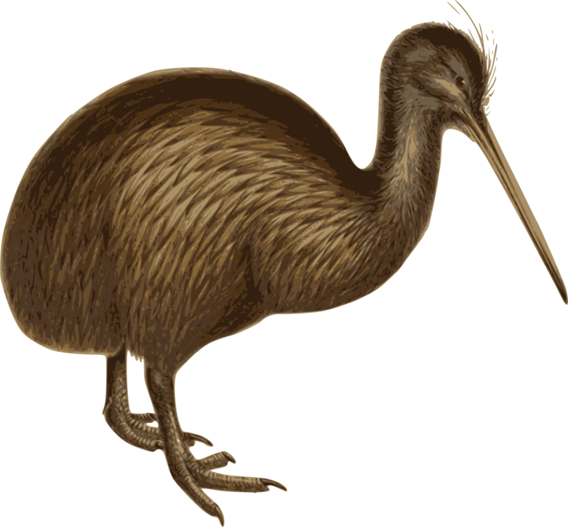 Congratulations! The PNG Image Has Been Downloaded (Flightless Bird ...