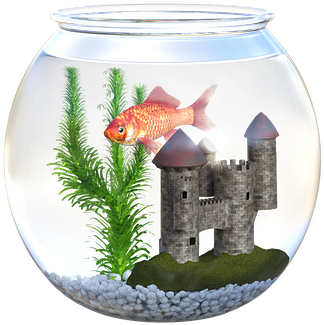 Congratulations! The PNG Image Has Been Downloaded (Fish, Bowl ...