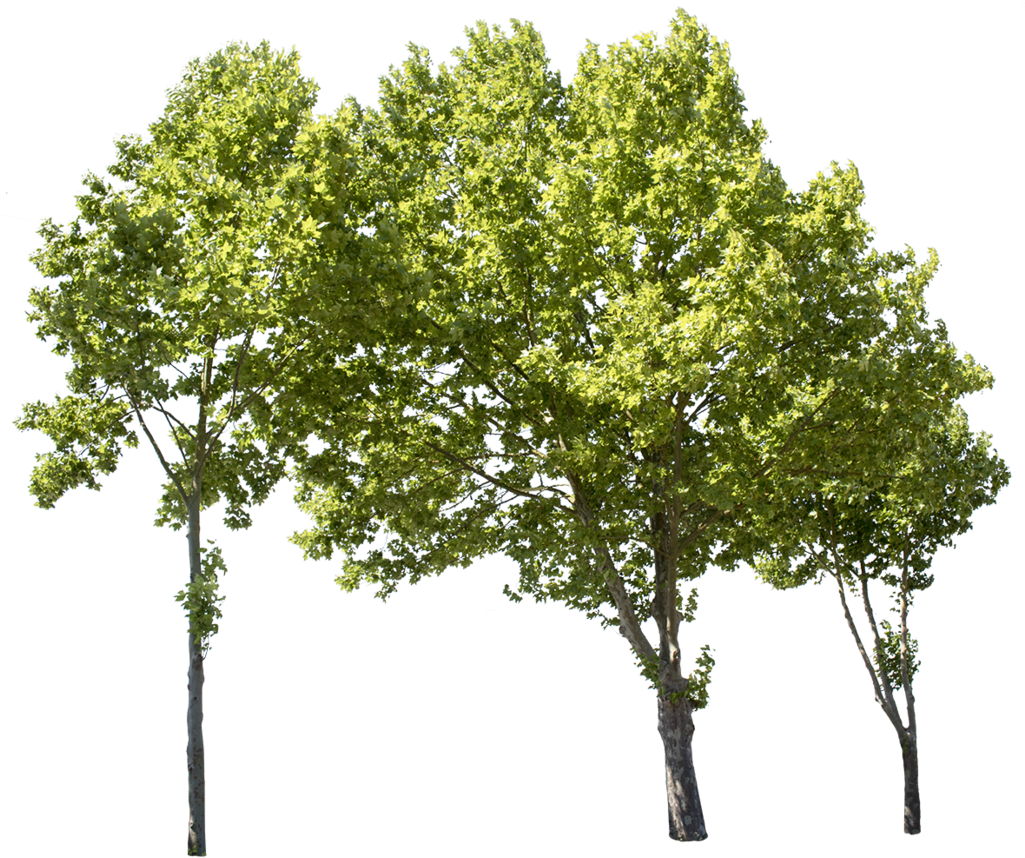 Congratulations! The PNG Image Has Been Downloaded (Group Of Trees Png ...