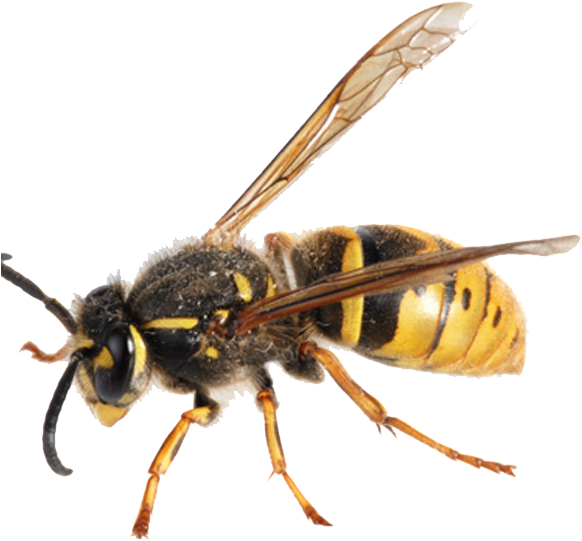 Congratulations! The PNG Image Has Been Downloaded (Hornet Png ...