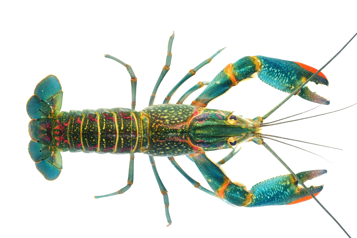 Congratulations! The PNG Image Has Been Downloaded (Lobster Crayfish As ...
