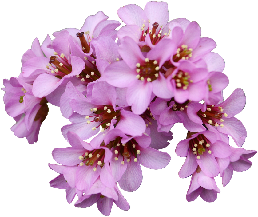 Congratulations! The PNG Image Has Been Downloaded (Bergenia Png ...