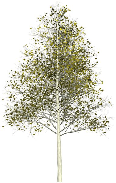Congratulations! The PNG Image Has Been Downloaded (Silver Birch Tree ...