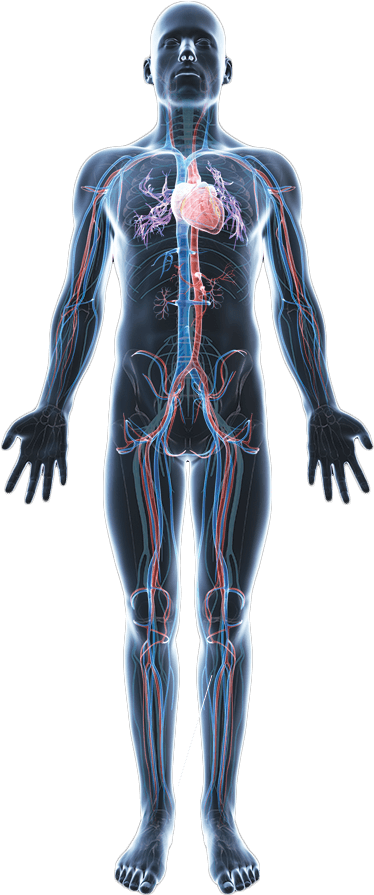 Congratulations! The PNG Image Has Been Downloaded (Body Png Hd - Human ...