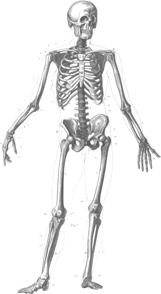 Congratulations! The PNG Image Has Been Downloaded (Skeleton,figure ...