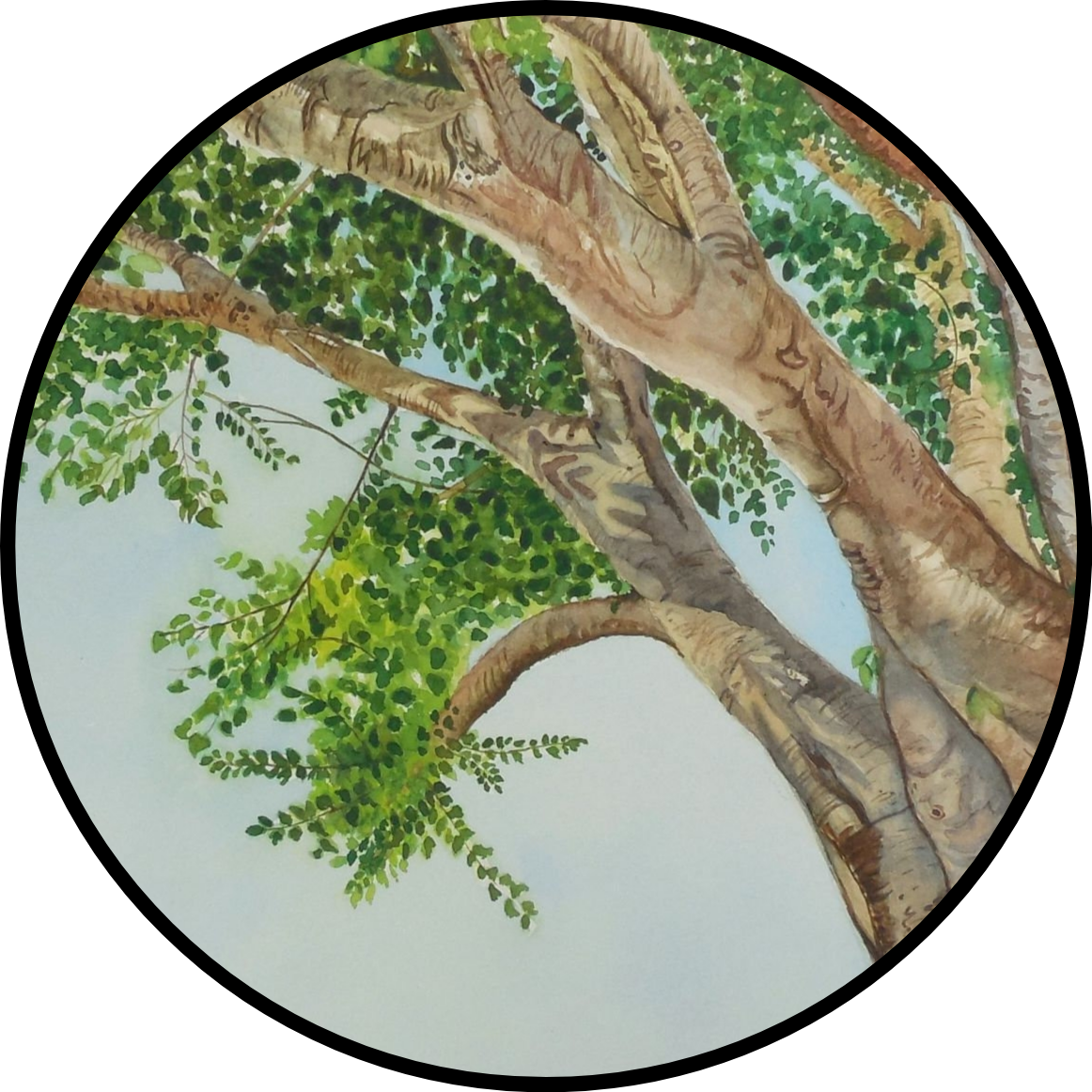 Congratulations! The PNG Image Has Been Downloaded (Peepal Tree Drawing ...