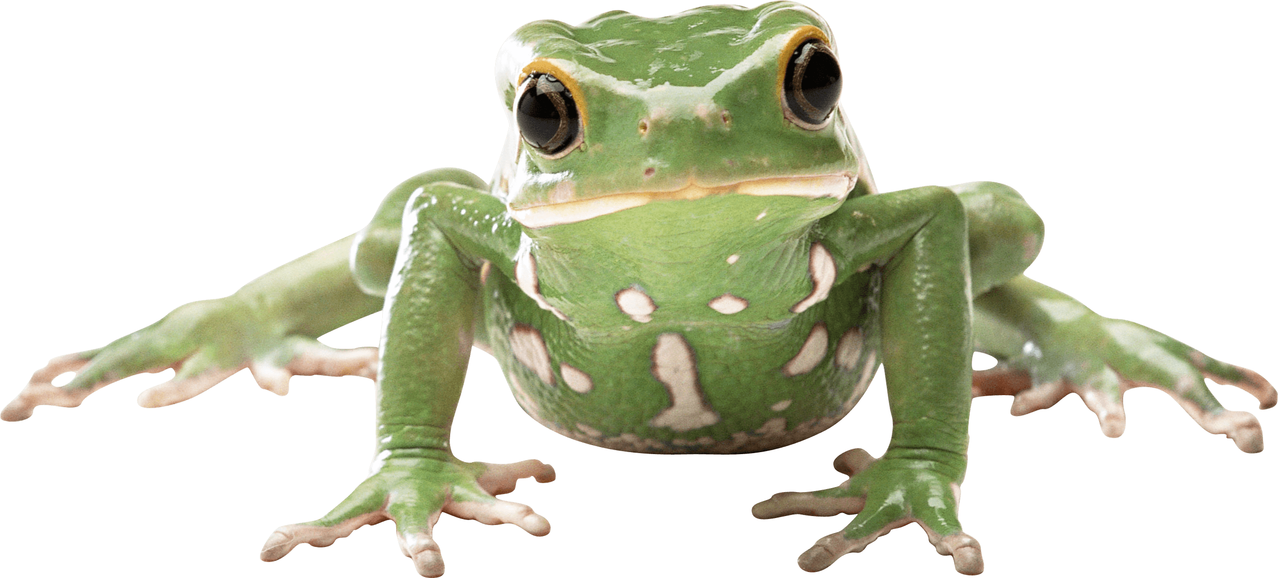 Congratulations! The PNG Image Has Been Downloaded (Frog Front ...