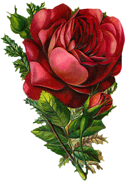 Congratulations! The PNG Image Has Been Downloaded (Red Rose Vintage ...