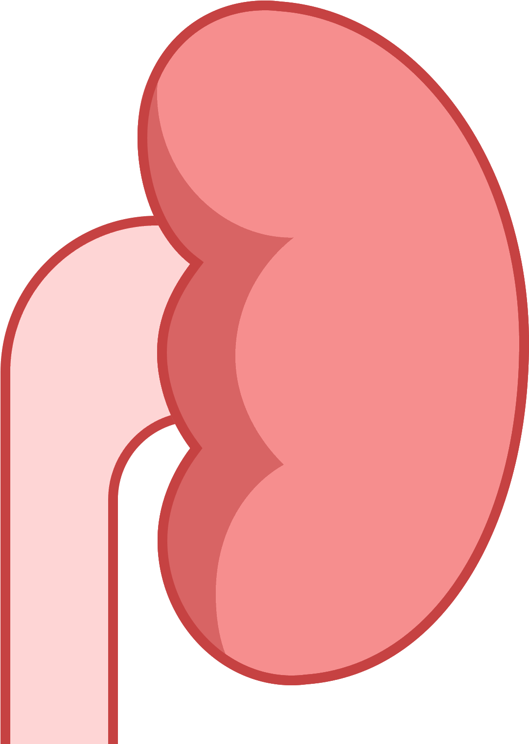 Congratulations! The PNG Image Has Been Downloaded (Transparent Kidney ...