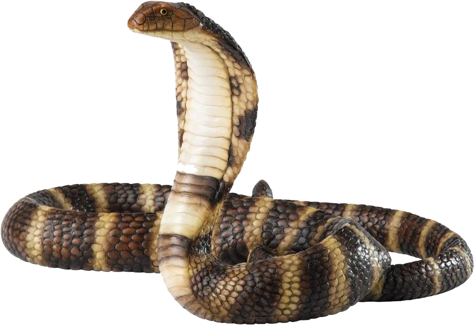 Congratulations! The PNG Image Has Been Downloaded (Viper Snake Png ...