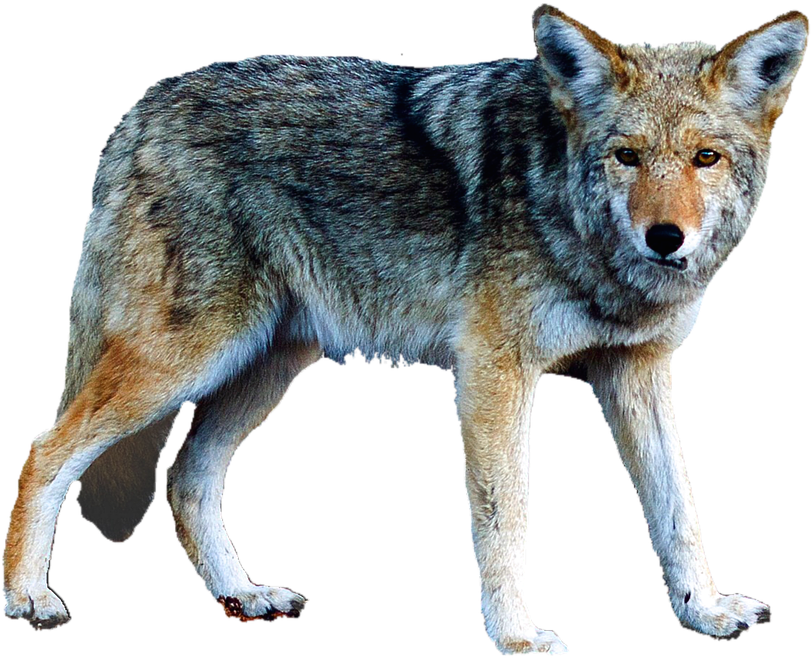 Congratulations! The PNG Image Has Been Downloaded (Transparent Lobo ...