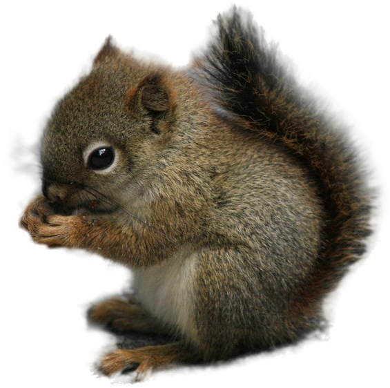 Congratulations! The PNG Image Has Been Downloaded (Squirrel Rodent ...