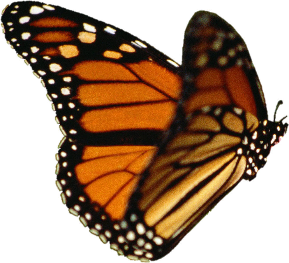 Congratulations! The PNG Image Has Been Downloaded (Monarch Butterfly ...
