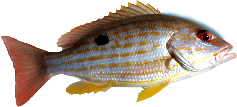 Congratulations! The PNG Image Has Been Downloaded (Fish Png ...
