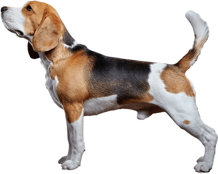 Congratulations! The PNG Image Has Been Downloaded (Clip Art The Witty ...