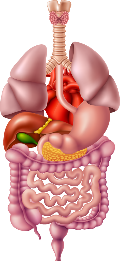 Congratulations! The PNG Image Has Been Downloaded (Illustrated Image ...